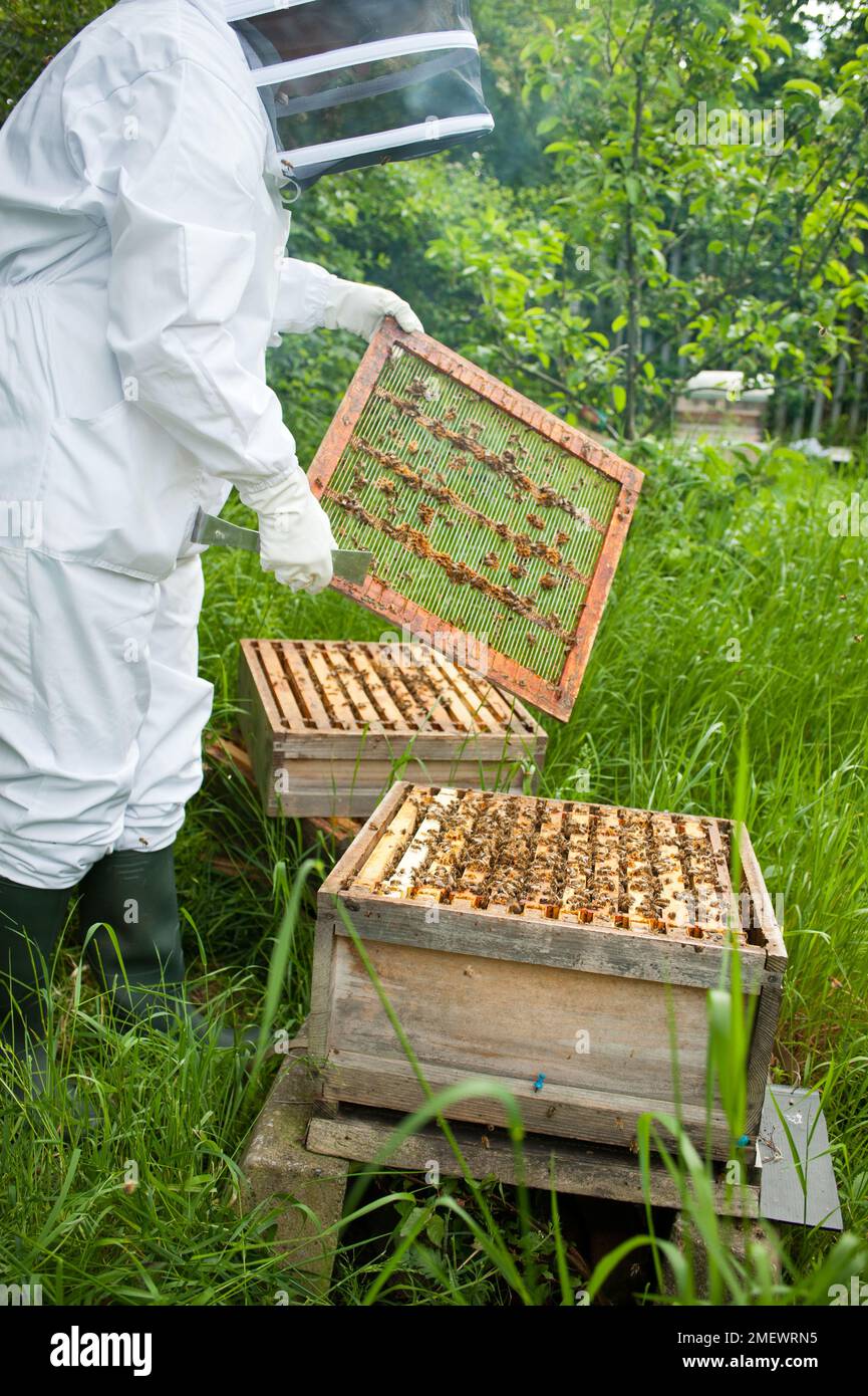 Queen excluder hi-res stock photography and images - Alamy