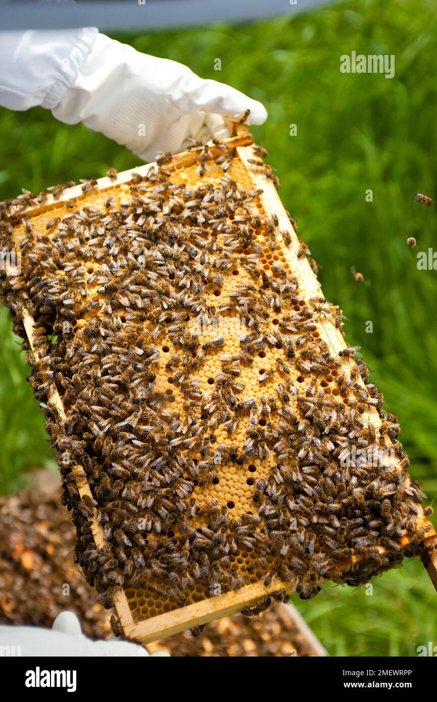 Brood comb hi-res stock photography and images - Alamy