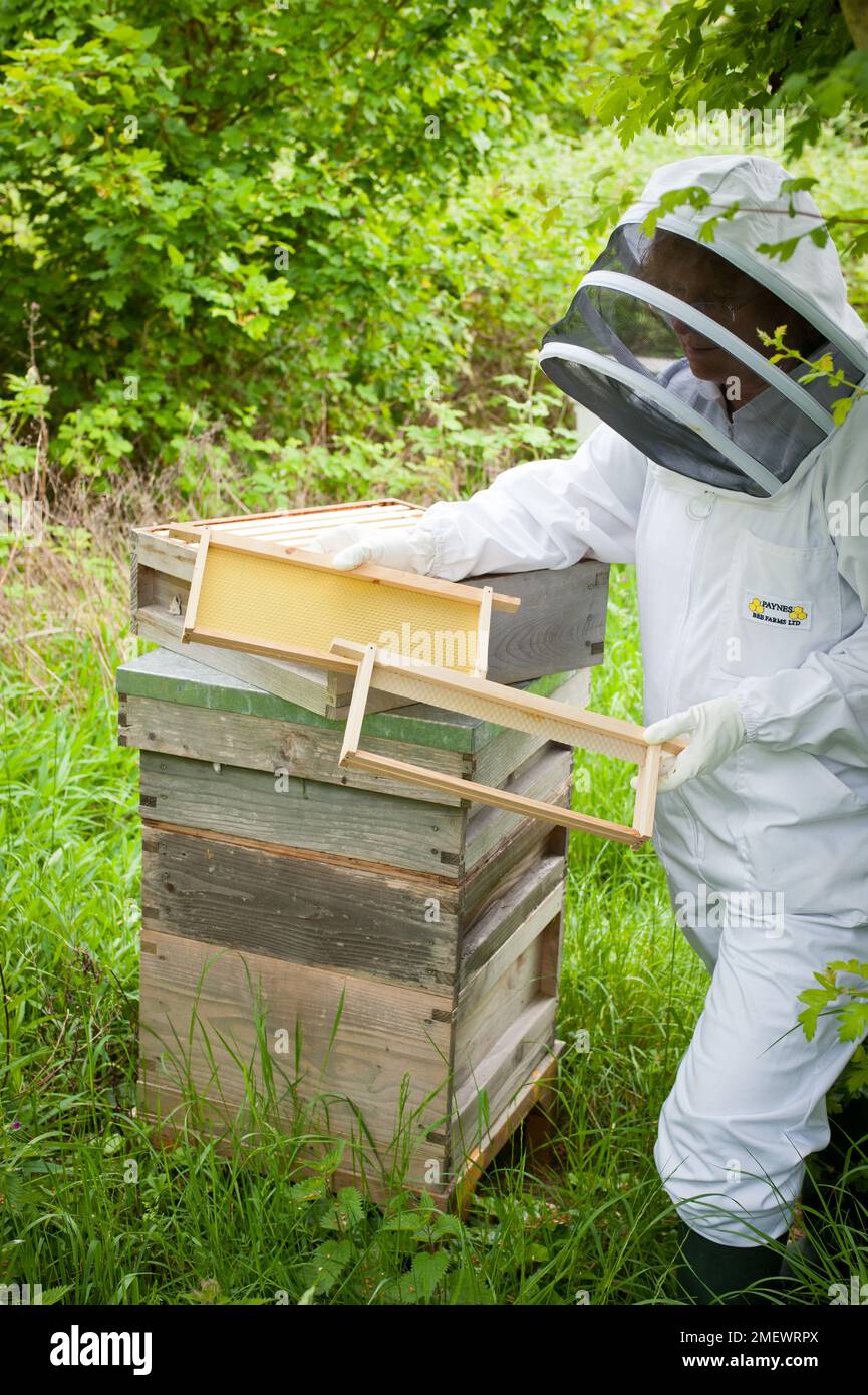 wired foundation and non-wired starter strips for cut comb honey Stock ...