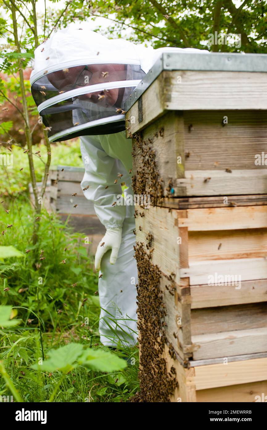bees reorienting themselves after comb change, but showing hive in ...