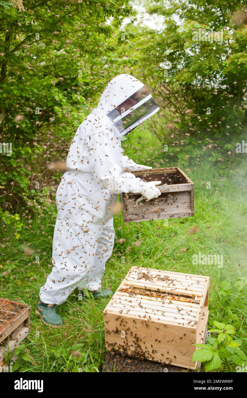 shake remaining bees from box Stock Photo - Alamy