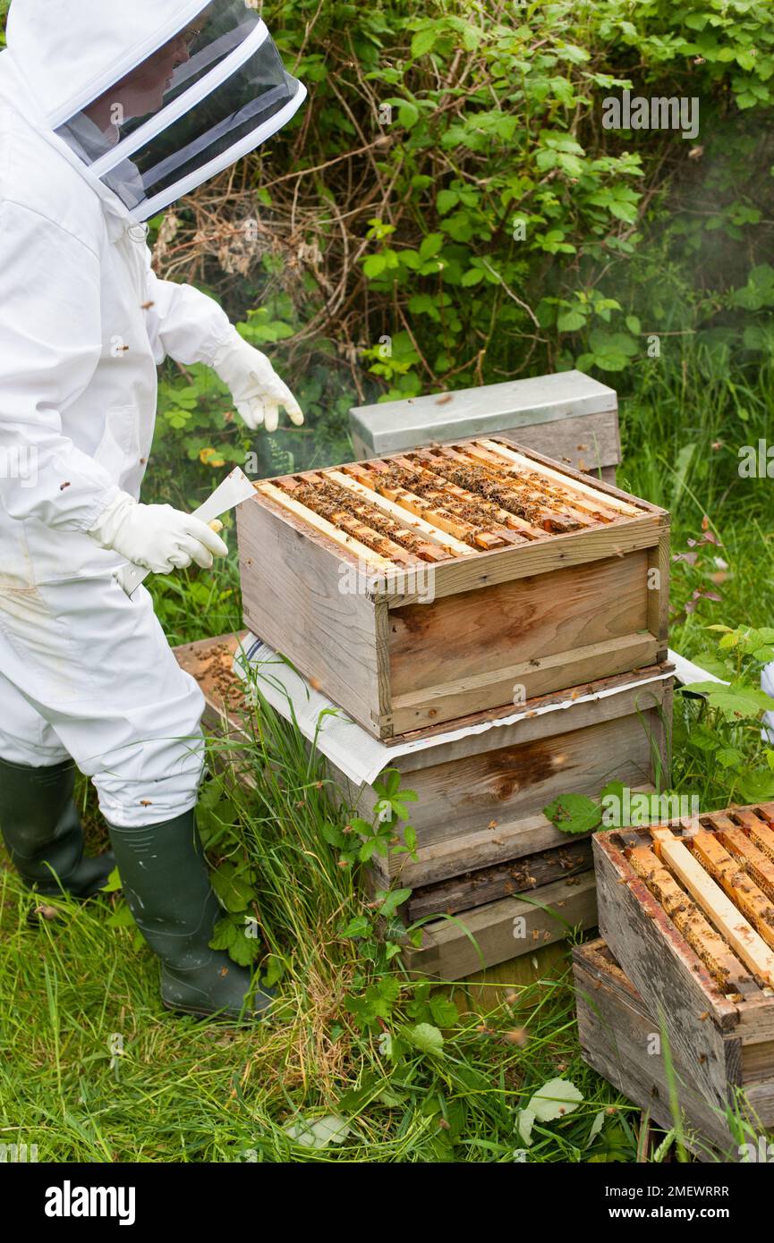 Brood box hi-res stock photography and images - Alamy