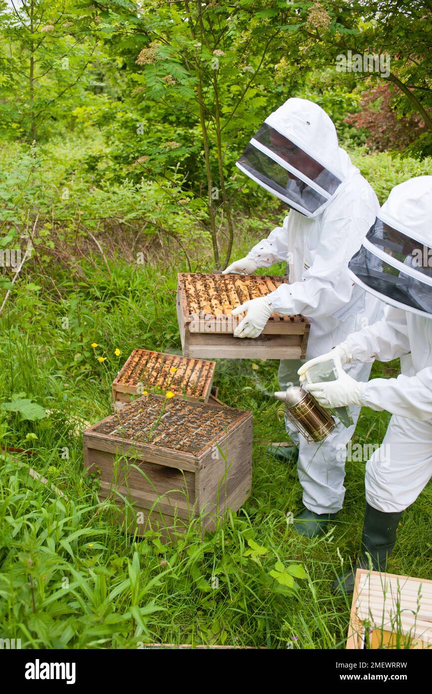 Bee on floor hi-res stock photography and images - Alamy