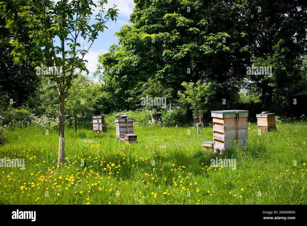 Beekeeping and apiary hi-res stock photography and images - Alamy