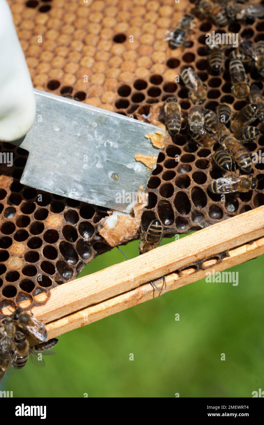 114 Swarm destroy queen cell c-2 Stock Photo - Alamy