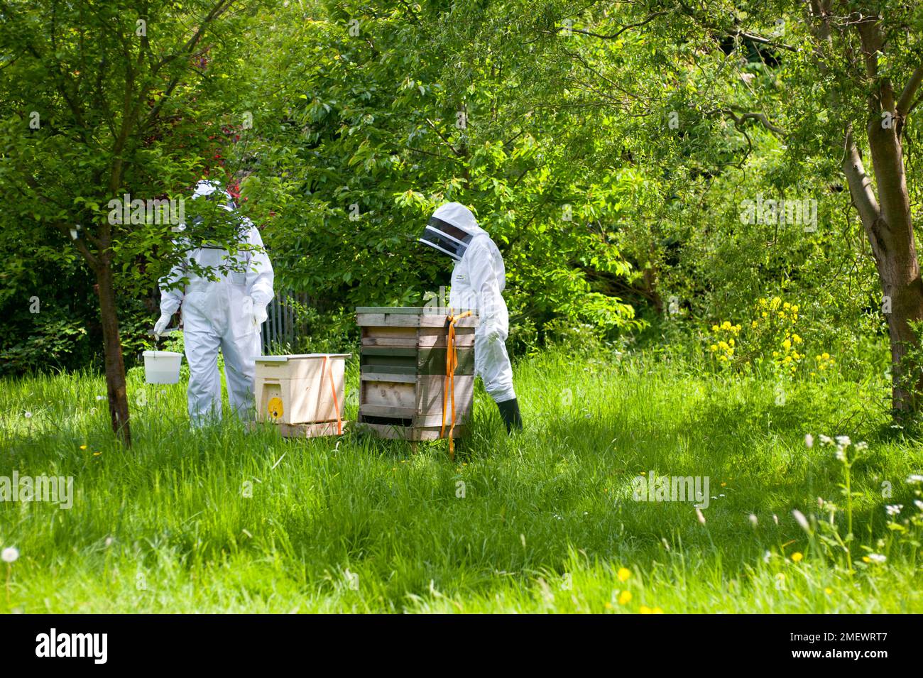 General bee hi-res stock photography and images - Alamy