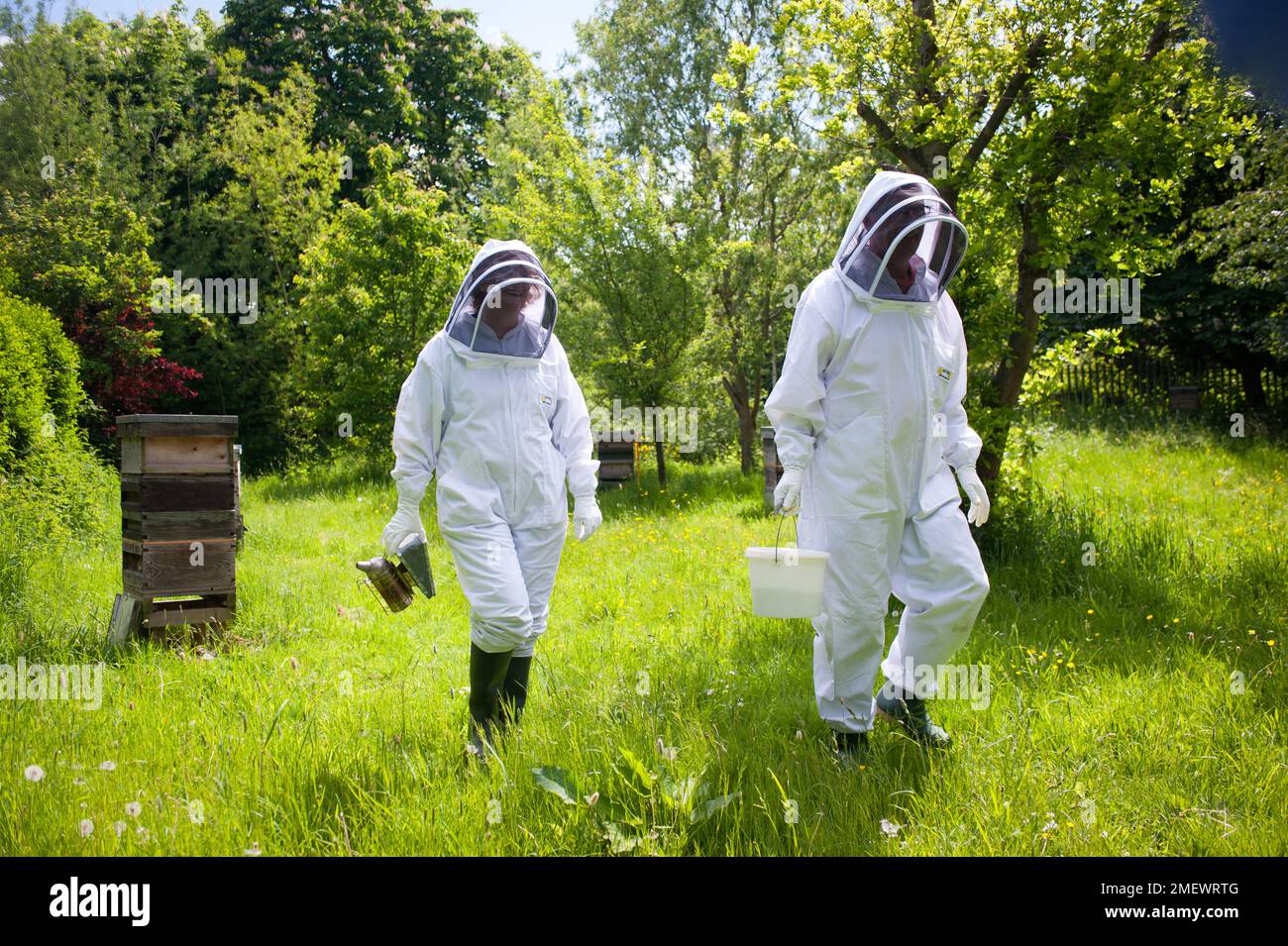 General bee hi-res stock photography and images - Alamy