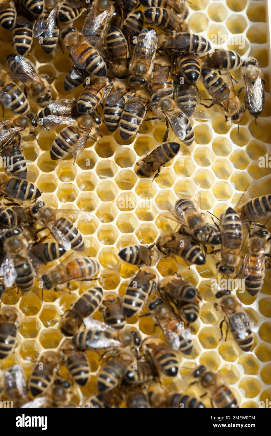 check what visible - brood cells emerging and nectar Stock Photo - Alamy