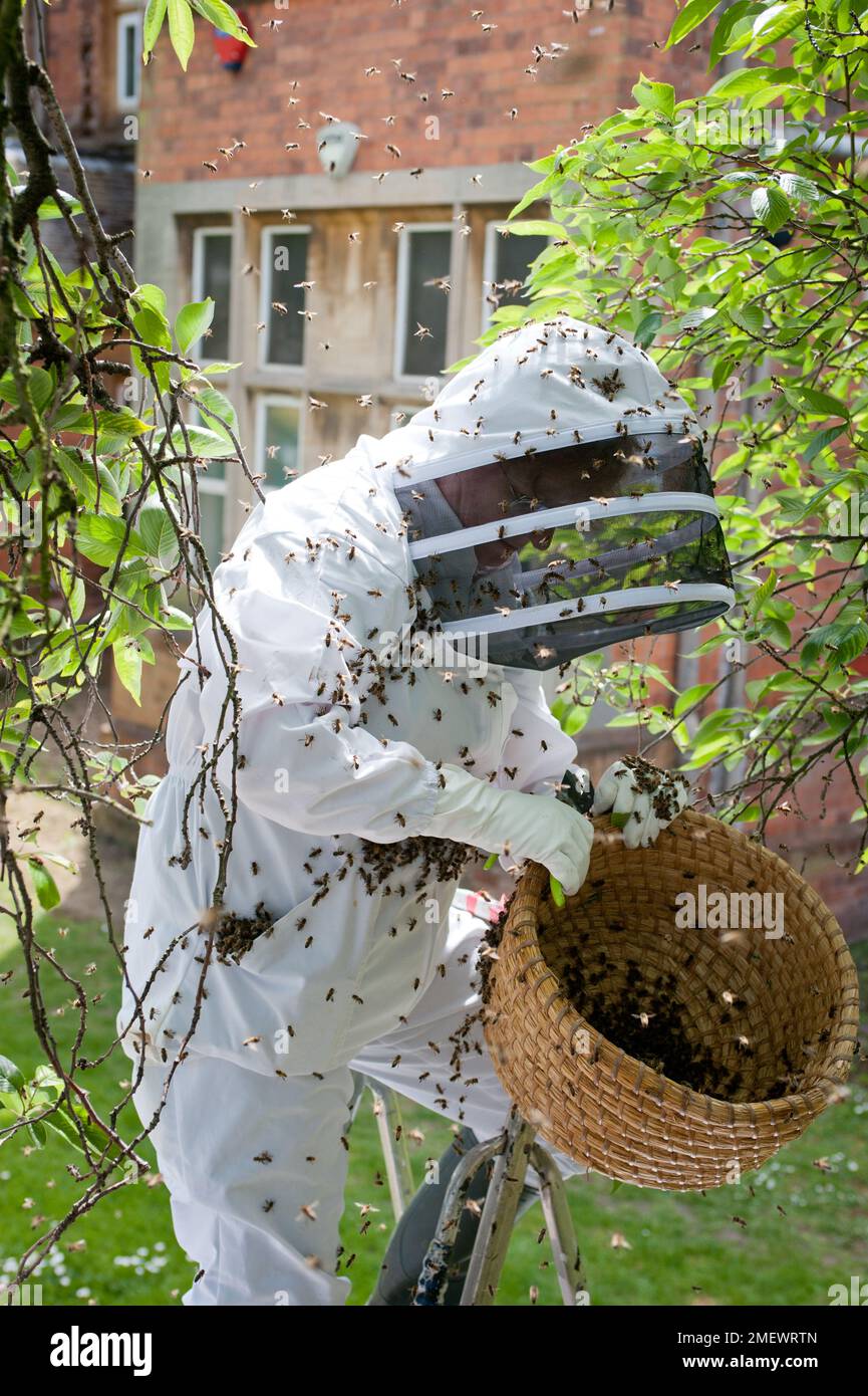 "dropping" swarm into skep Stock Photo - Alamy