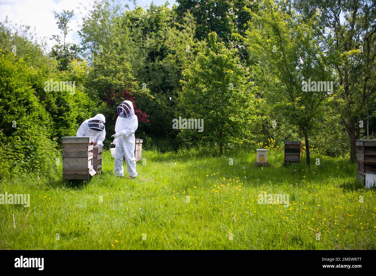 General bee hi-res stock photography and images - Alamy