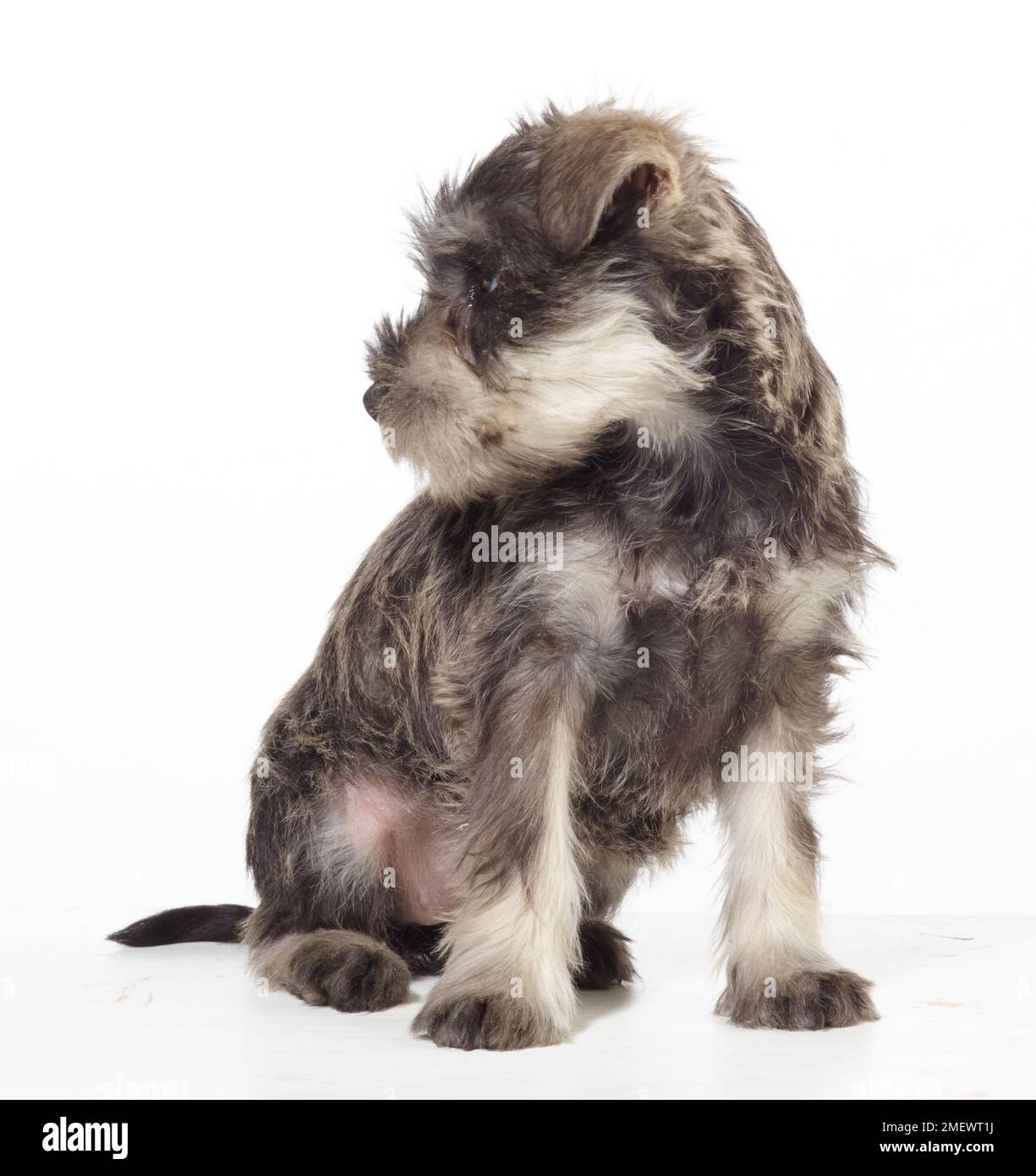 Miniature Schnauzer, salt and pepper coat, 8 week oldMiniature ...