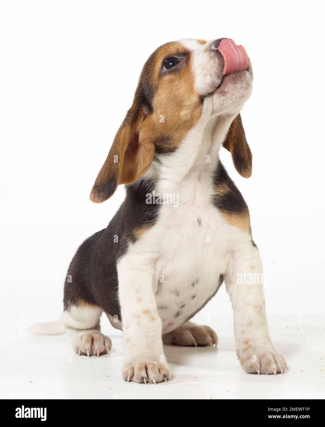 Beagle, tricolour coat, 9 weeks old, sociable, love groups, Originally ...