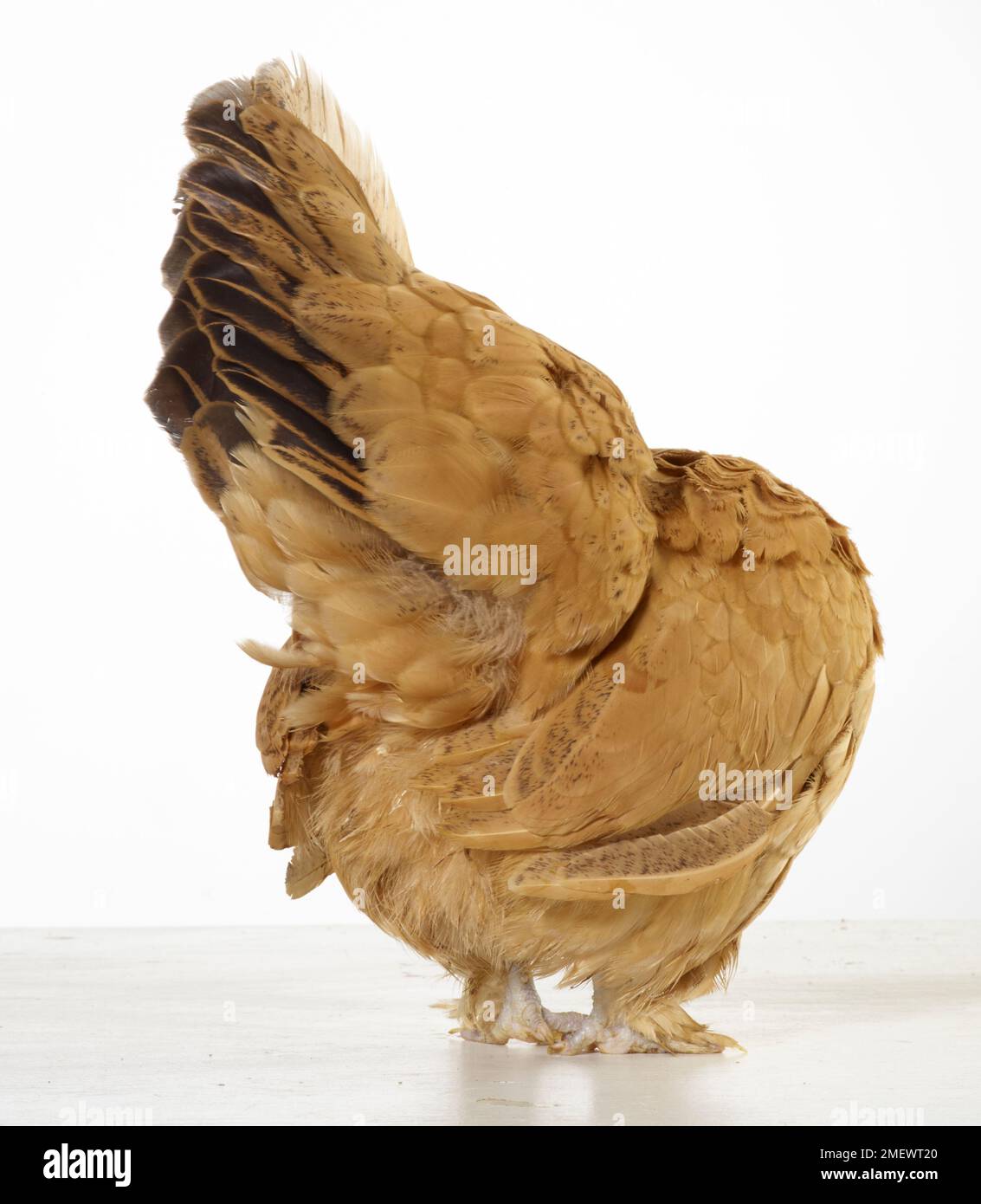 Buff orpington pekin bantoms hi-res stock photography and images - Alamy