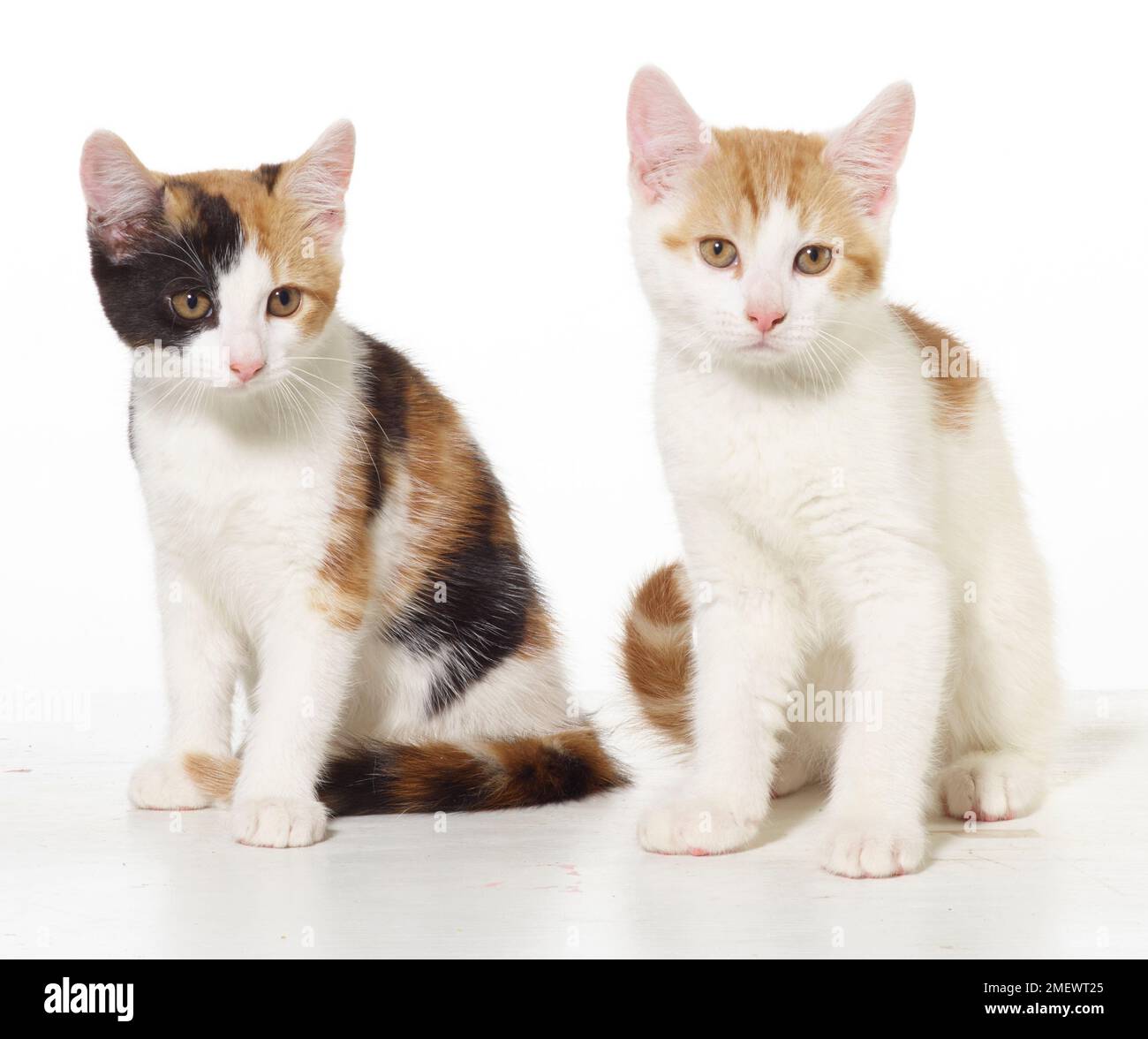 Kittens, British short-hair cross, 9 weeks old (Breed originally from ...