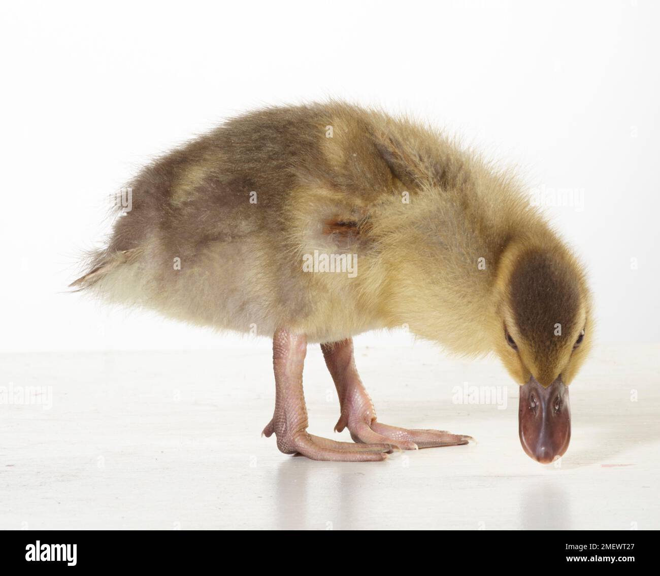 Call Ducklings, 3 weeks old Stock Photo - Alamy