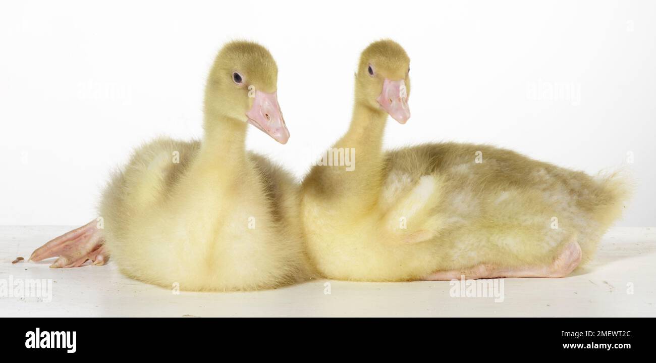 Geese, Goslings, 3 weeks old Stock Photo - Alamy