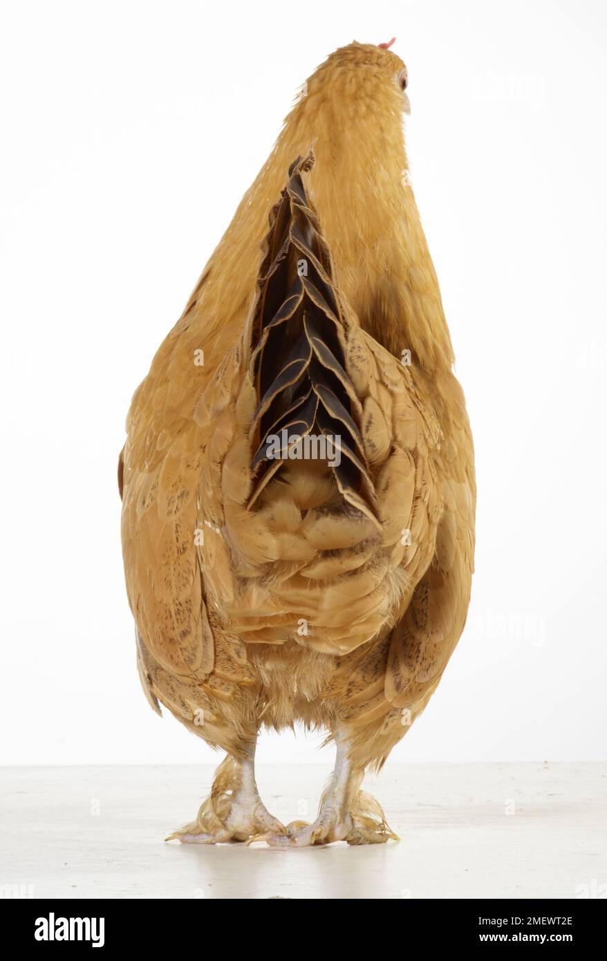 Buff orpington pekin bantoms hi-res stock photography and images - Alamy
