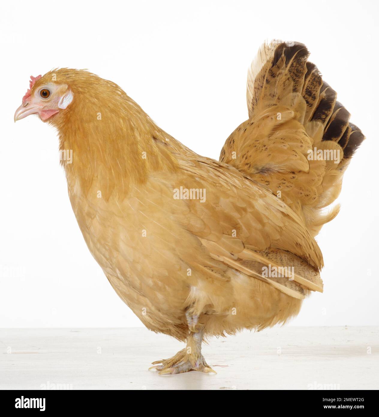 Hen, Buff Orpington Pekin Bantoms, mum, 1 year oldHen, Buff Orpington ...