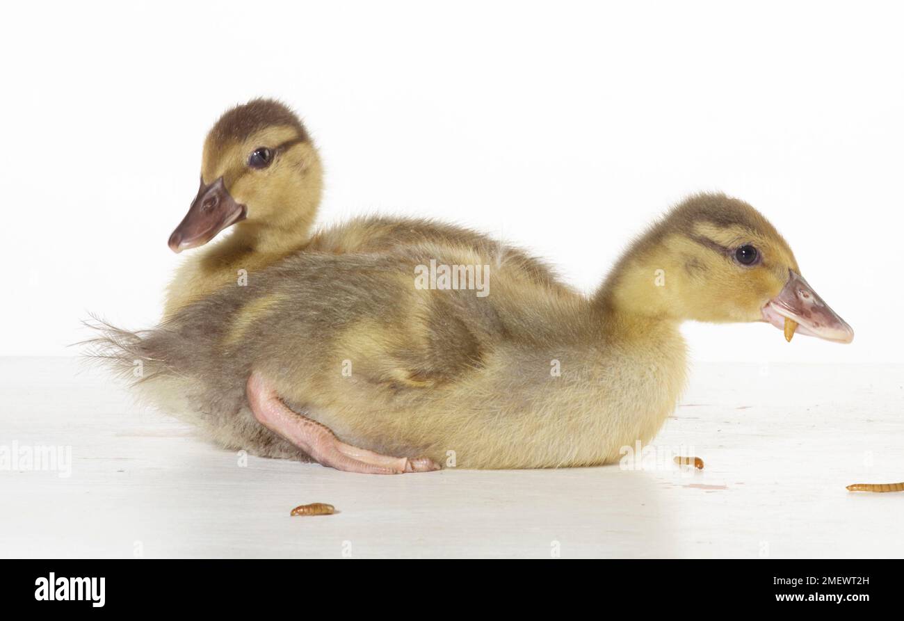 Call Ducklings, 3 weeks old Stock Photo - Alamy