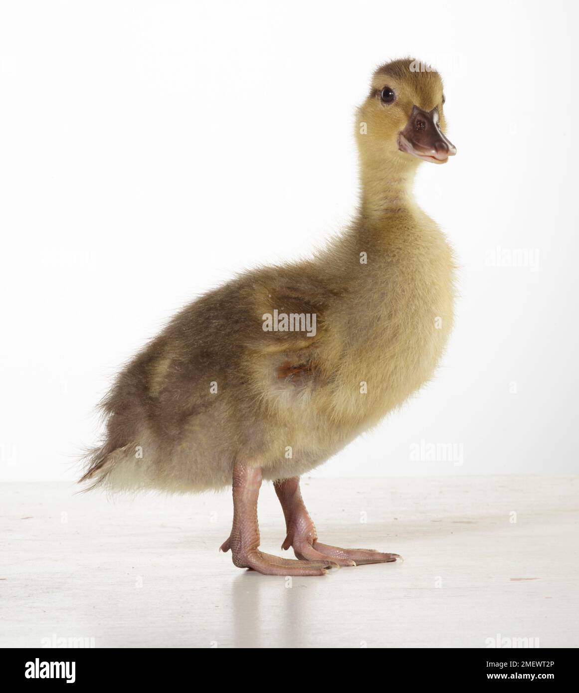 Call Ducklings, 3 weeks old Stock Photo - Alamy