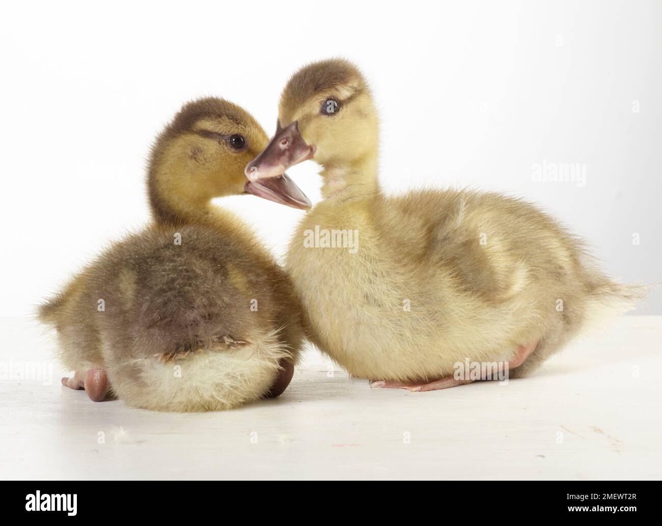 Call Ducklings, 3 weeks old Stock Photo - Alamy