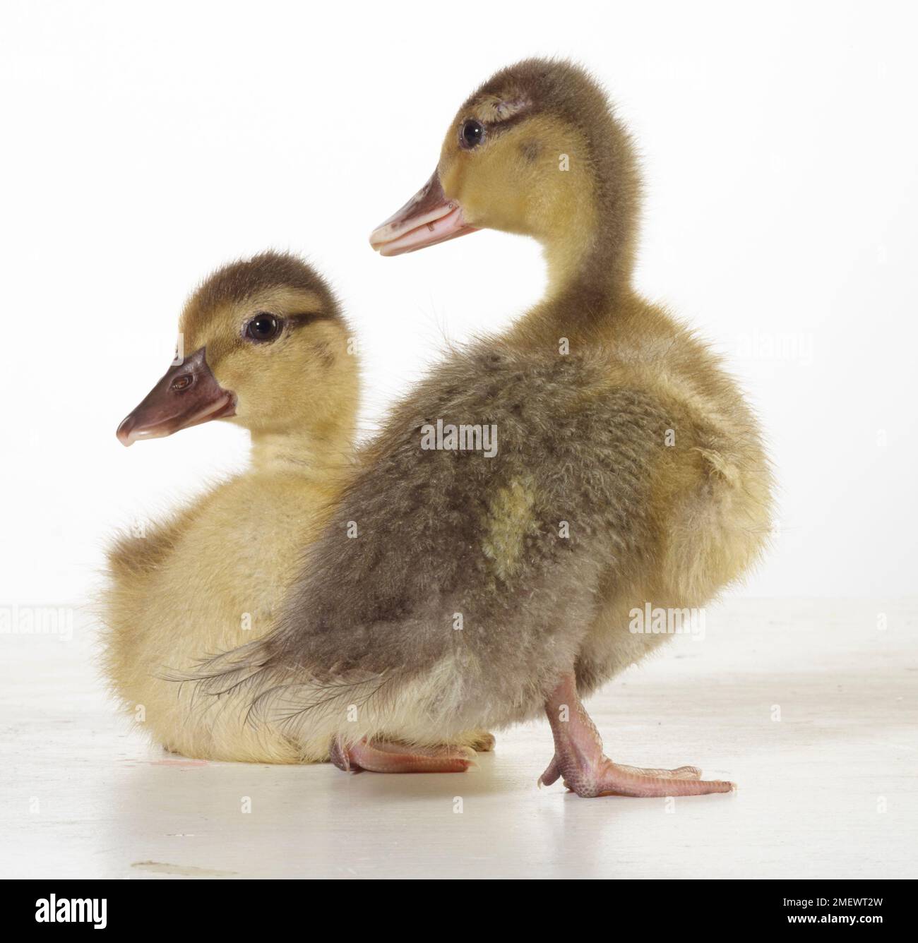 Call ducklings hi-res stock photography and images - Alamy