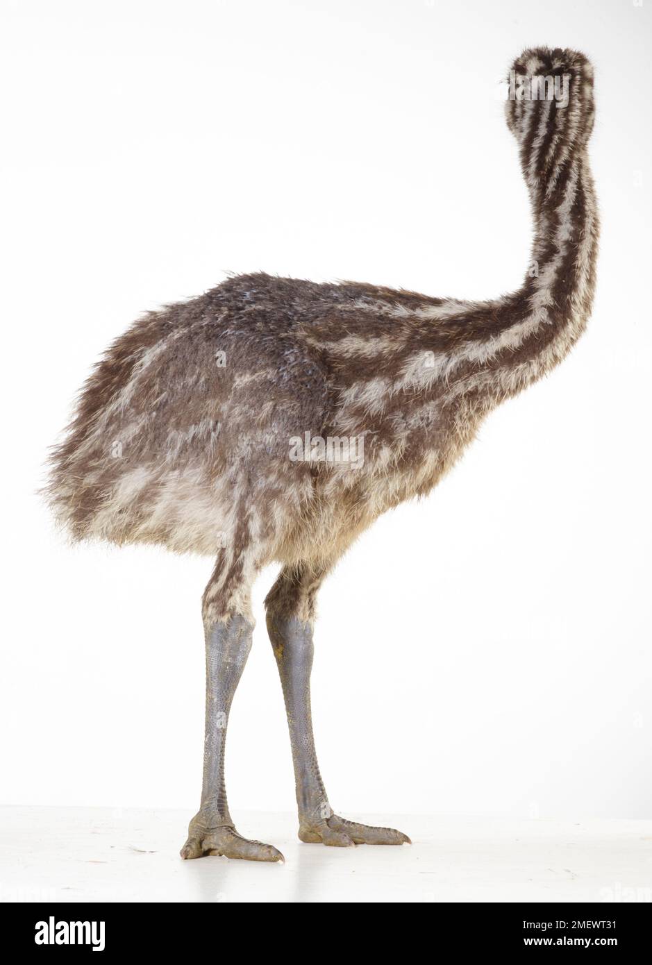 Baby emu, 6 weeks old (baby about one foot high- grow to about 5.5 ft ...