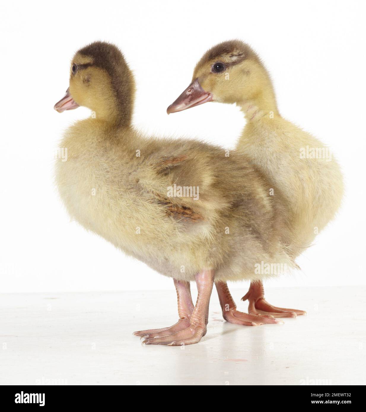 Square bird image hi-res stock photography and images - Alamy