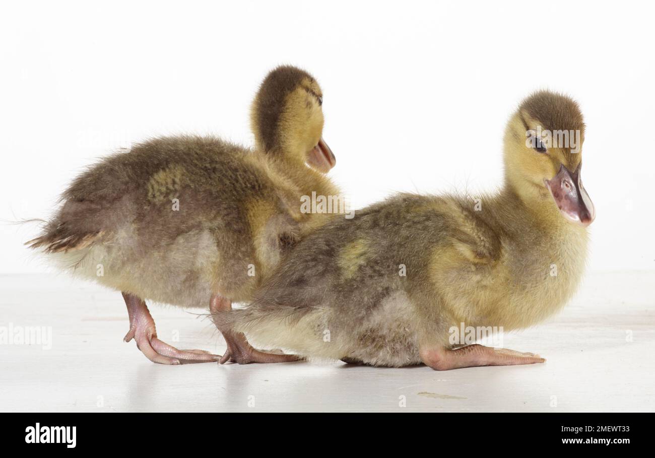Call Ducklings, 3 weeks old Stock Photo - Alamy