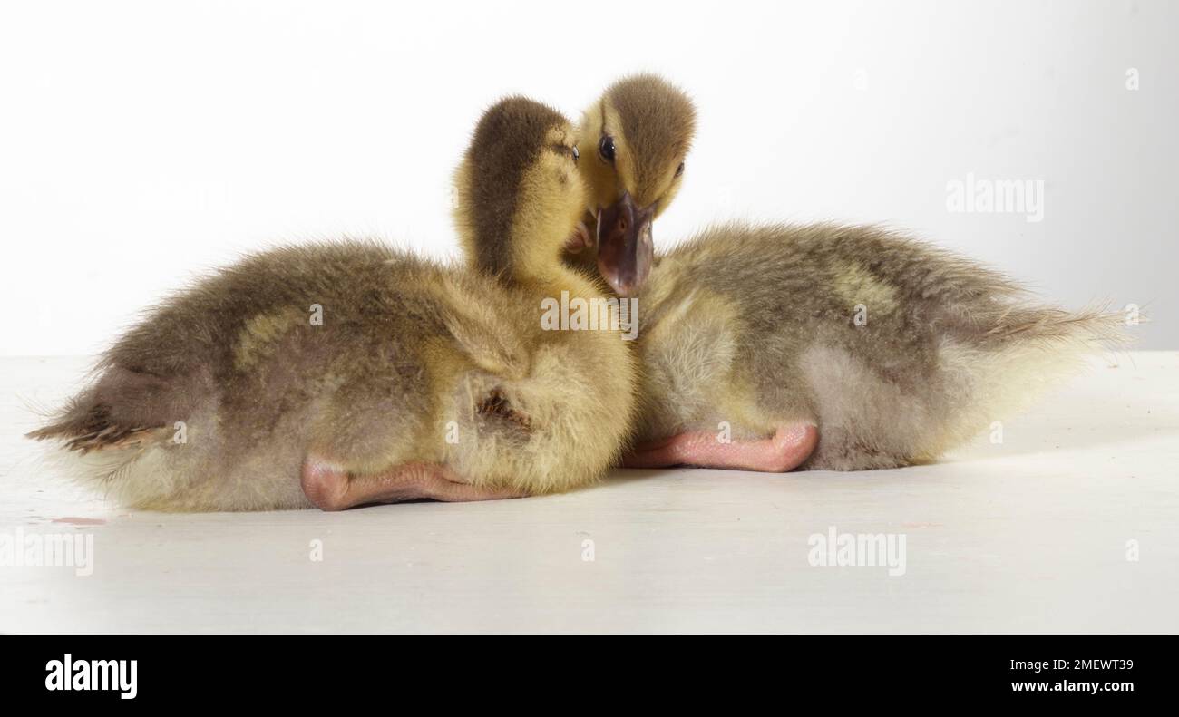 Ducklings care hi-res stock photography and images - Alamy
