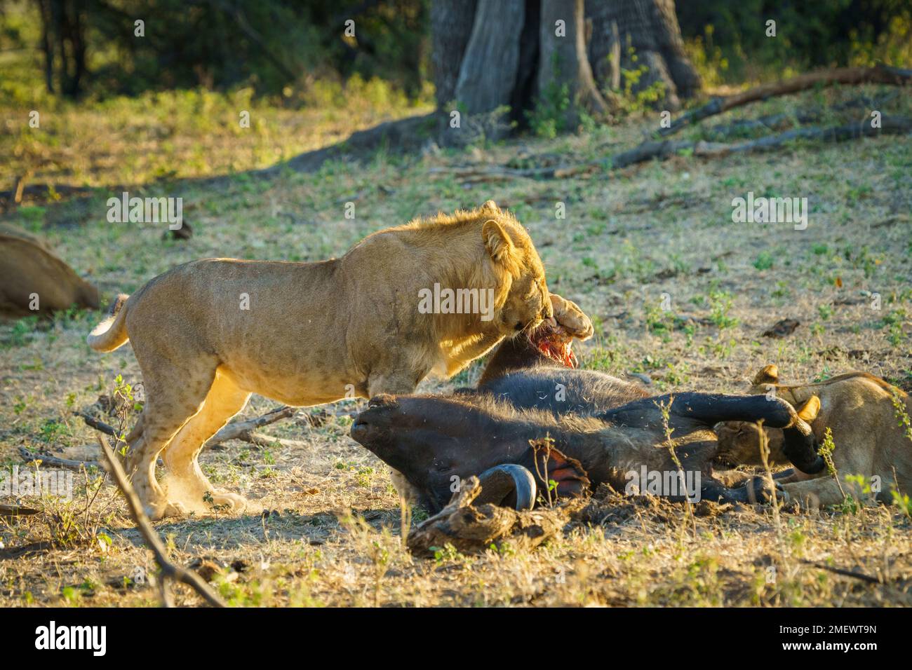 Lion (Panthera leo) feeding on a dead Cape Buffalo carcass. Bwabwata ...