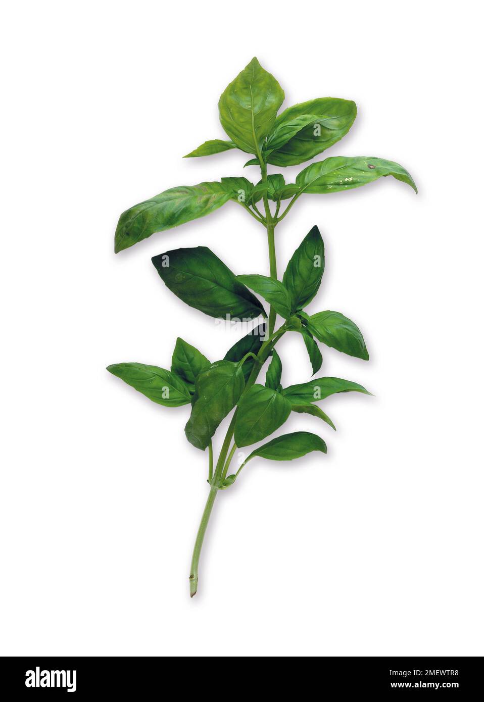 Sweet Basil: A large stalk of basil with three segments branching from ...