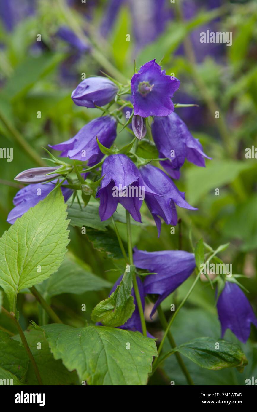 Kent belle hi-res stock photography and images - Alamy
