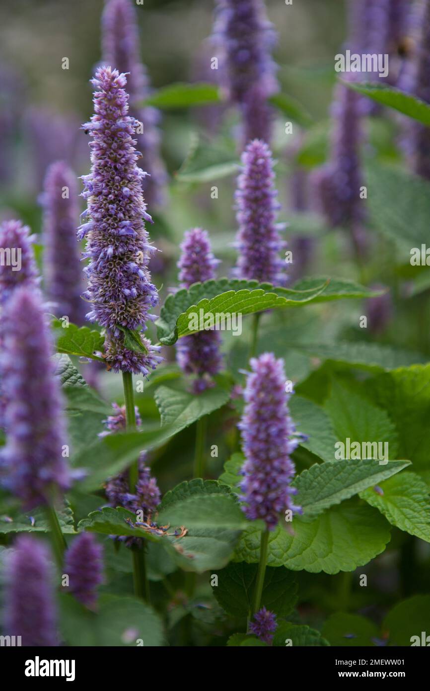 Agastache blossom hi-res stock photography and images - Alamy