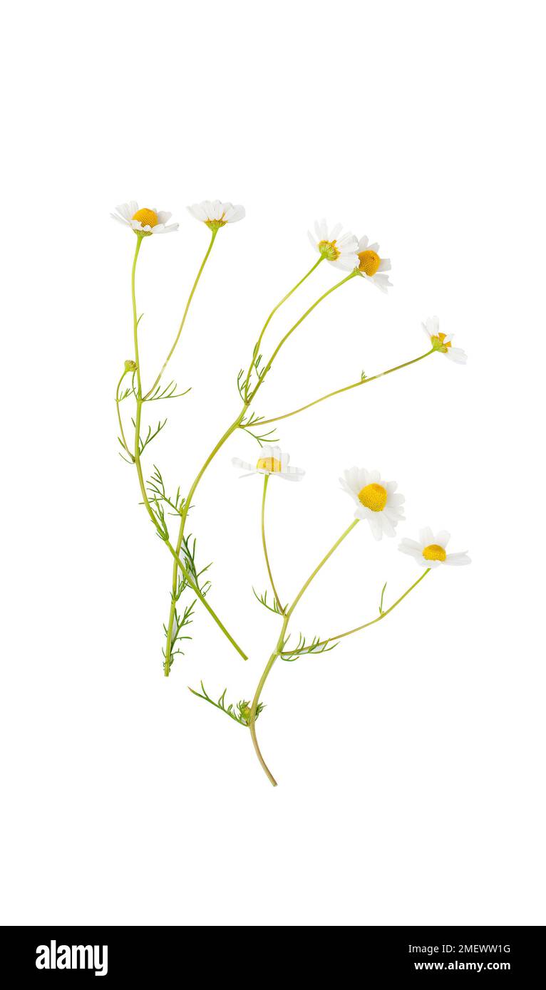 Matricaria recutita Cut Out Stock Images & Pictures - Alamy