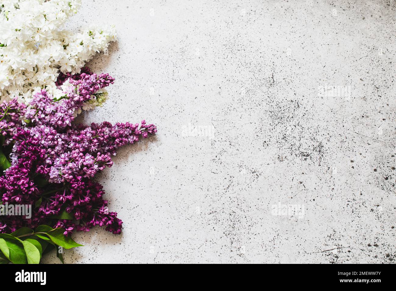 Spring Lilac flowers on grey background decorative border copy space ...