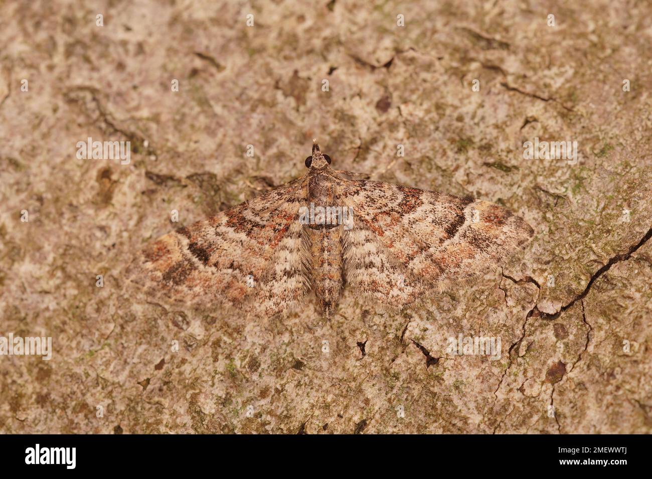 Closeup on a well camouflaged micro double-striped pug geometer moth ...