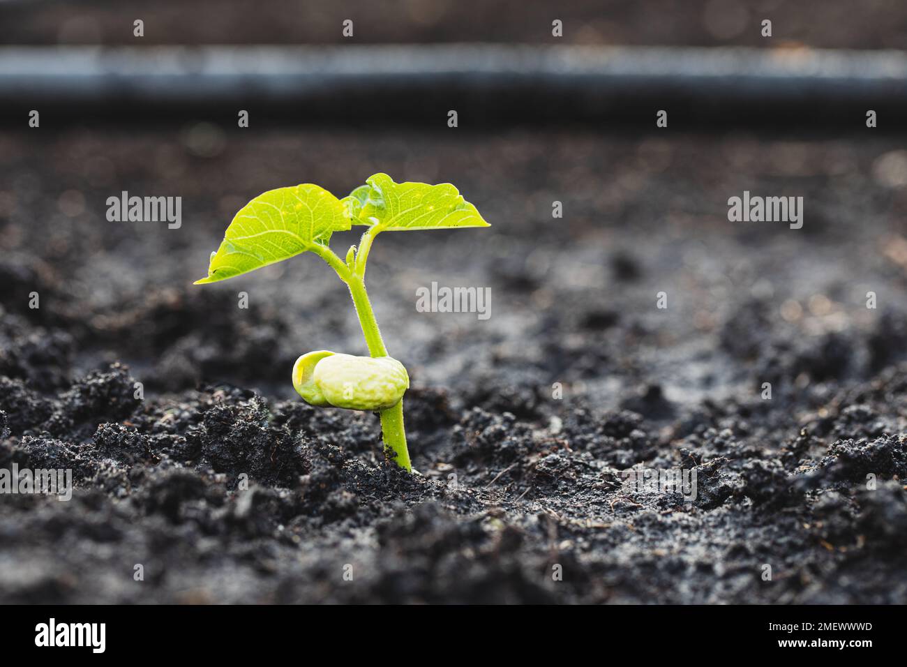 The seedlings grow from fertile soil and the morning sun shines ...