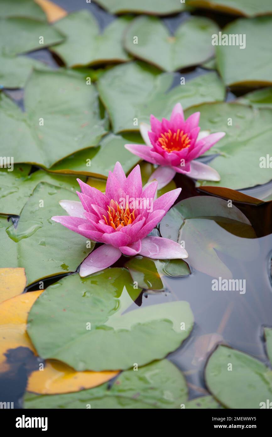 Nymphaea 'Rene Gerard' Stock Photo - Alamy