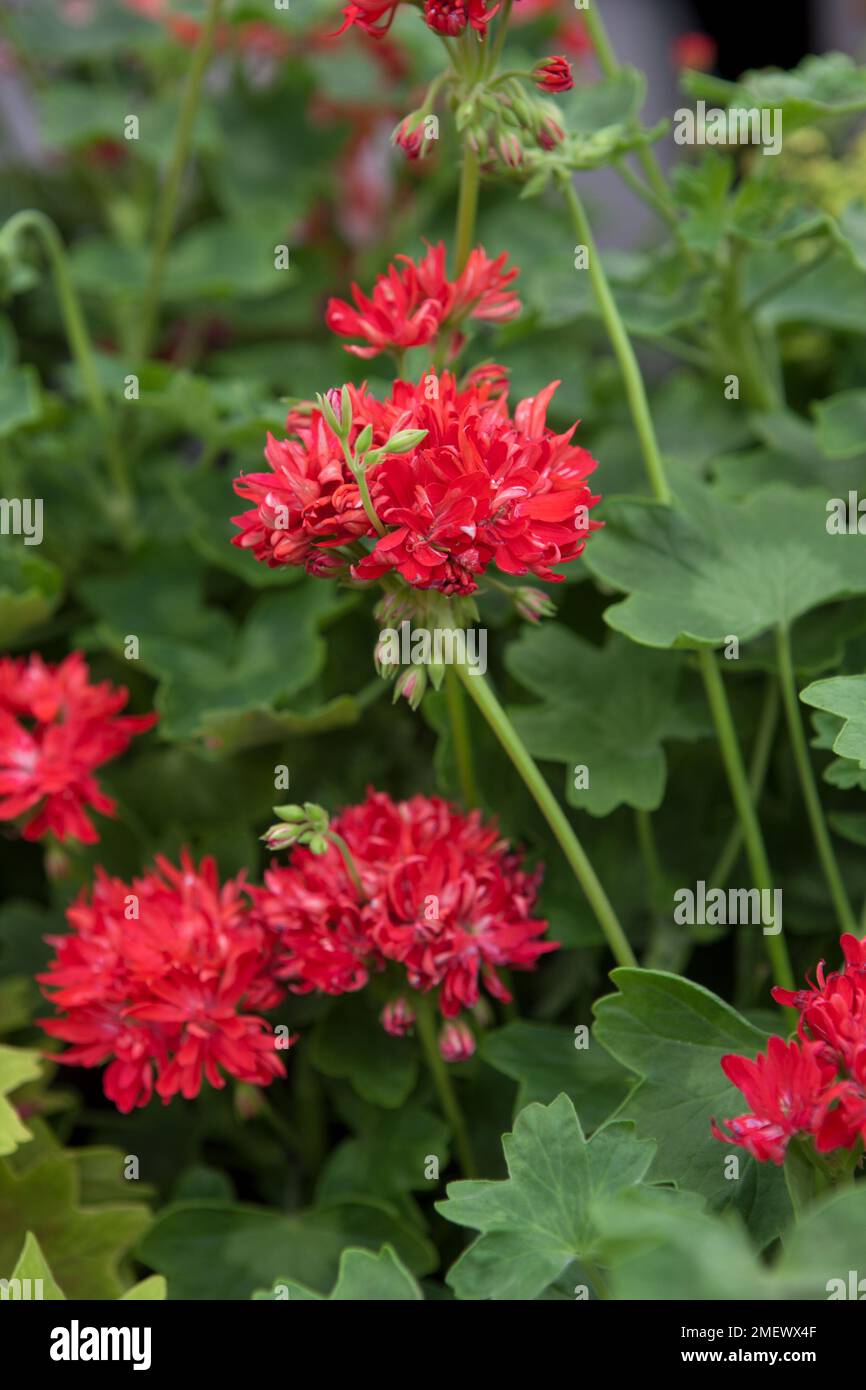 Pelargonium 'Robin Hannah' Stock Photo - Alamy