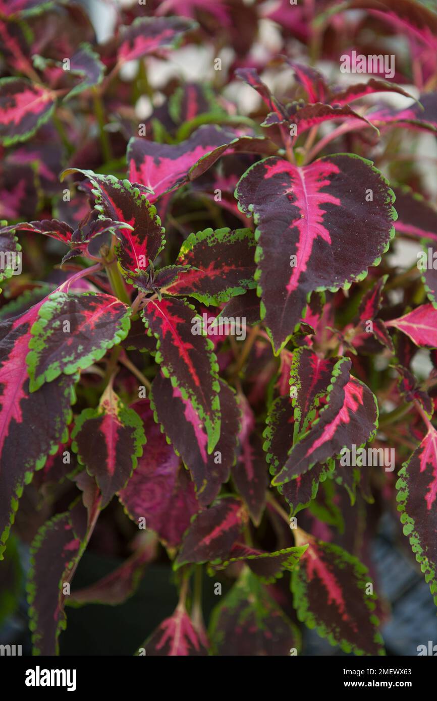 Scarlet image hi-res stock photography and images - Alamy