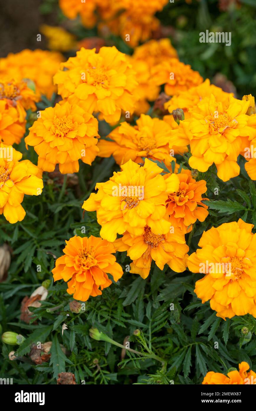 Bonanza farming hi-res stock photography and images - Alamy