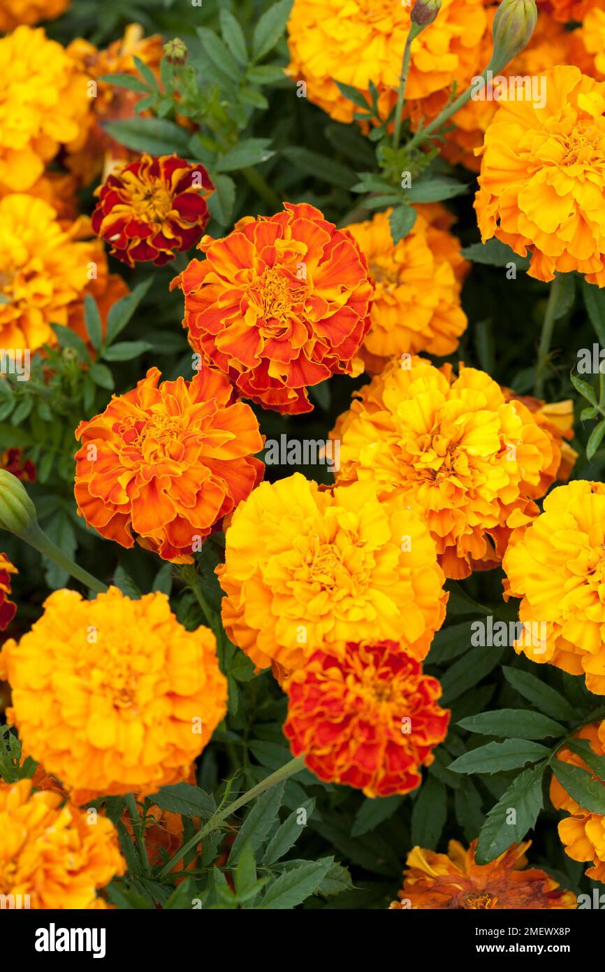 Tagetes Triploid Zenith Extra 'Red' (BC) 09 Marigold Triploid Zenith ...
