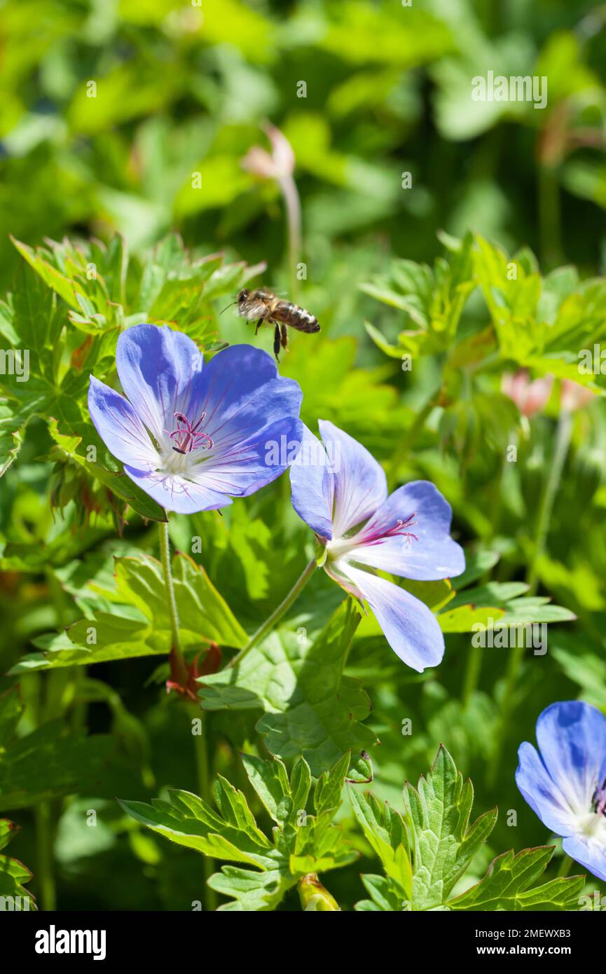Bees 113 Geranium Stock Photo - Alamy