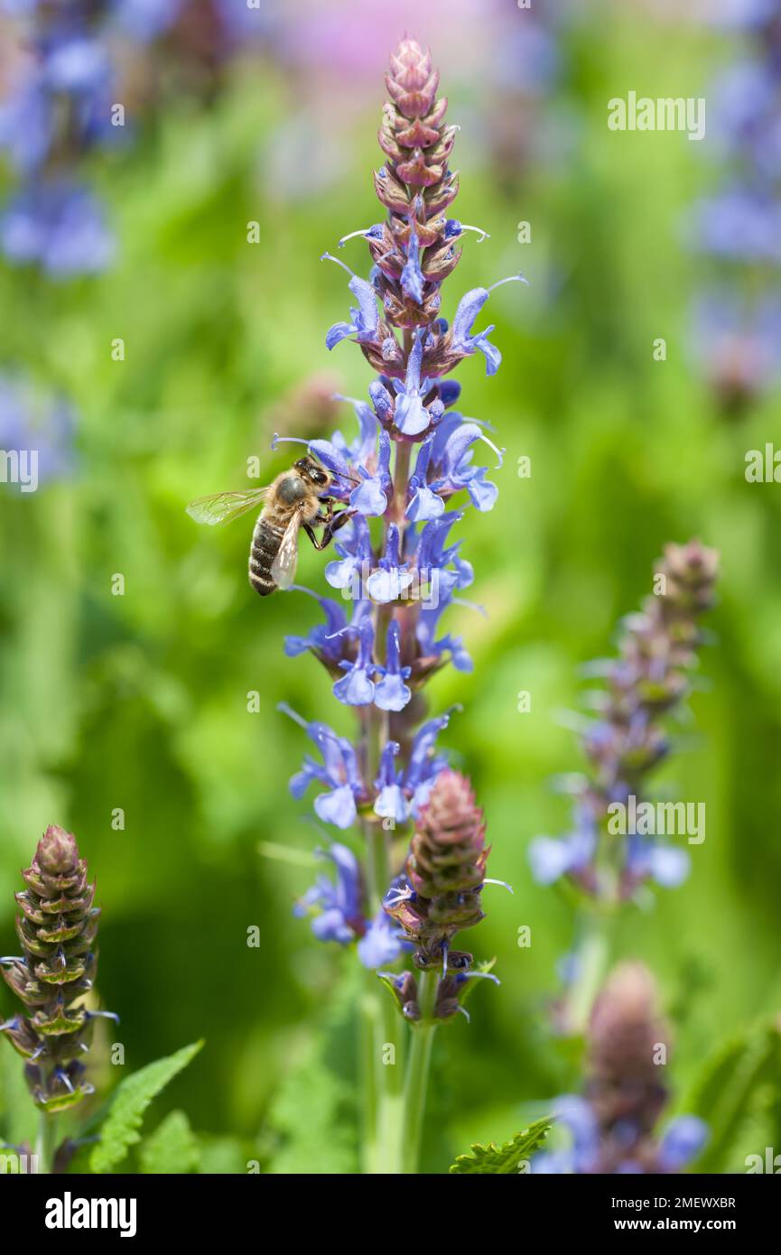 Nepeta ‘six hills giant’ hi-res stock photography and images - Alamy