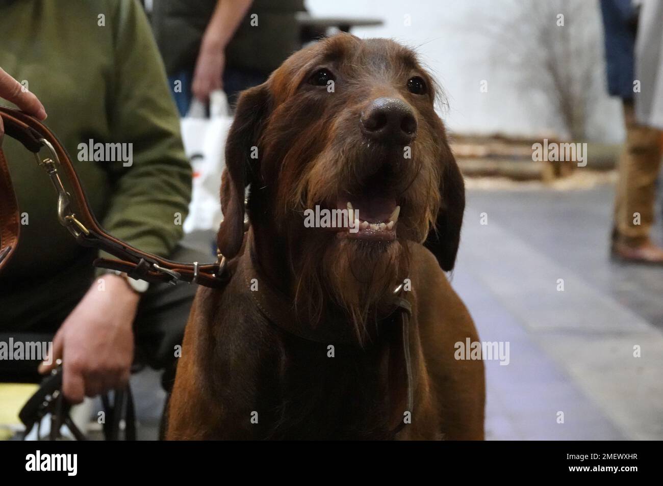 Dortmund, Germany. 24th Jan, 2023. A dog looks around. At the ...