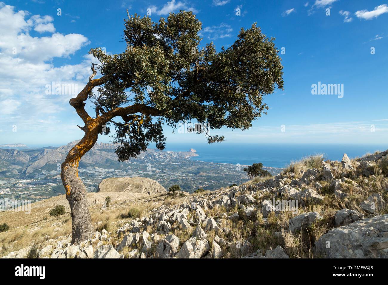 Wind blown tree hi-res stock photography and images - Alamy