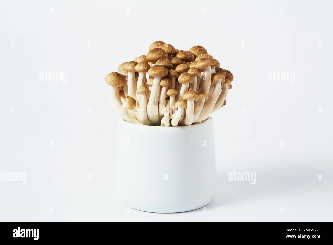 Growing mushrooms container hi-res stock photography and images - Alamy
