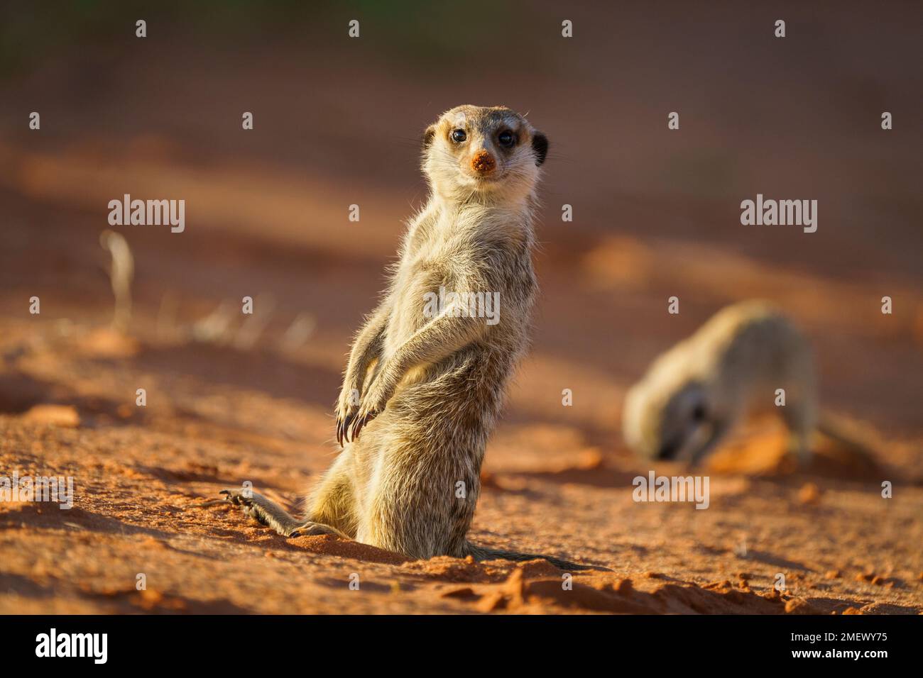 Meerkat baby (Suricata suricatta) sits upright looking into camera ...