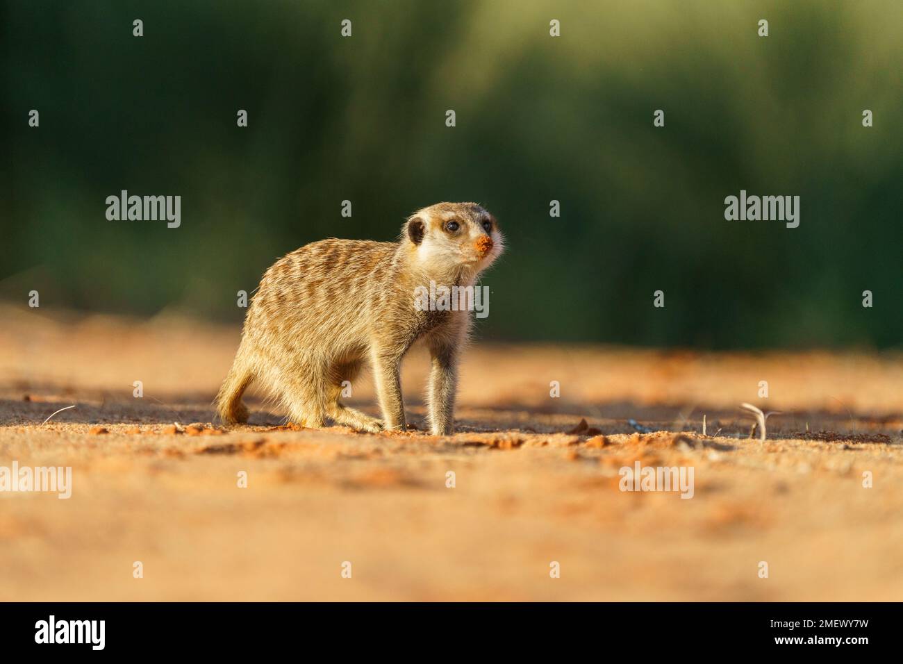 Meerkat baby (Suricata suricatta) looks to the right. Copy-space ...